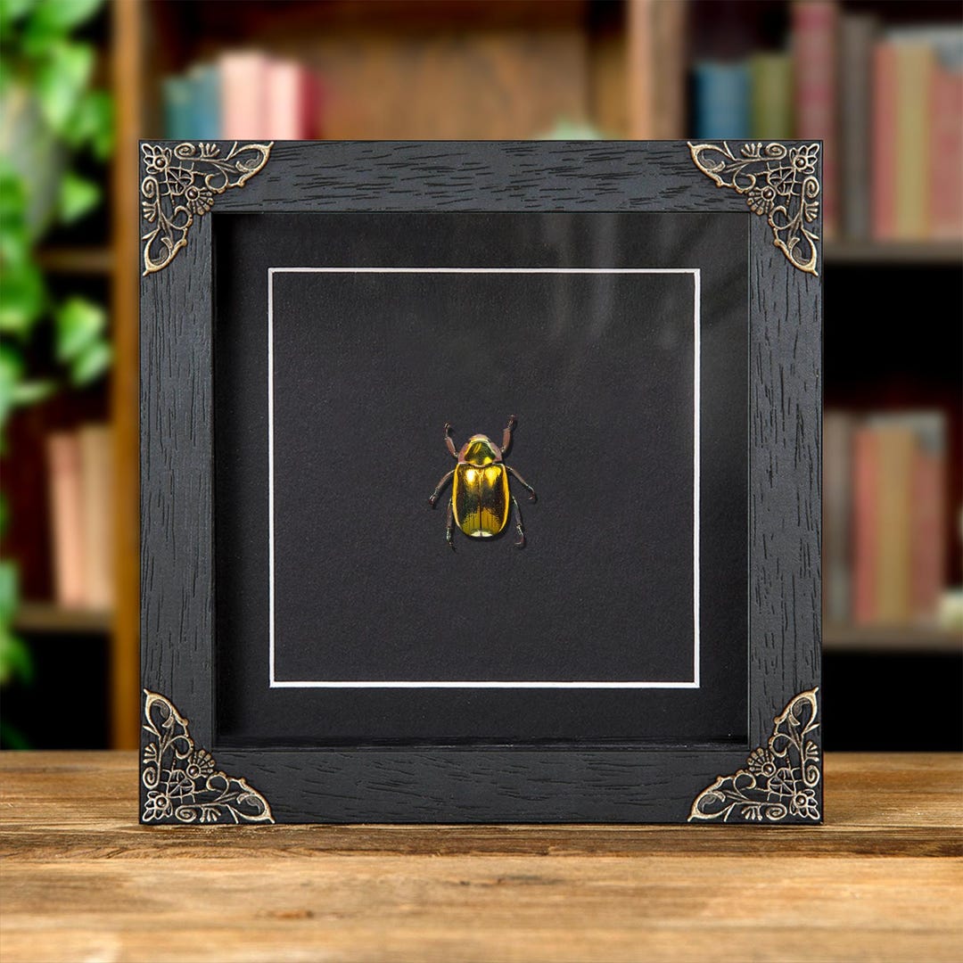 Large Golden Scarab Beetle in Baroque Style Frame (chrysina Aurigans ...