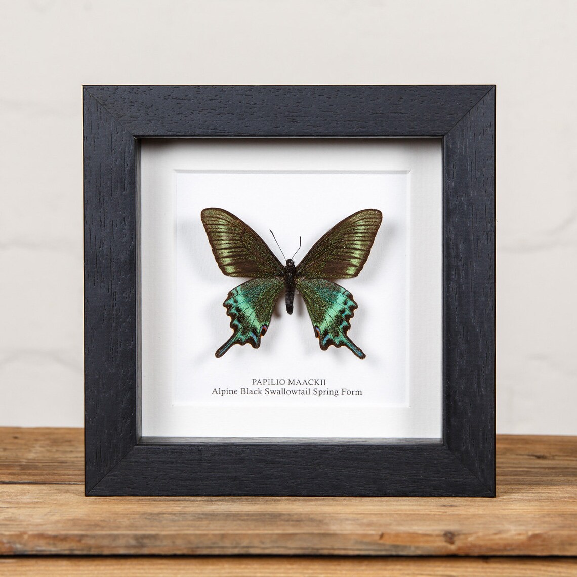 Alpine Black Swallowtail Spring Form Butterfly Frame | Etsy
