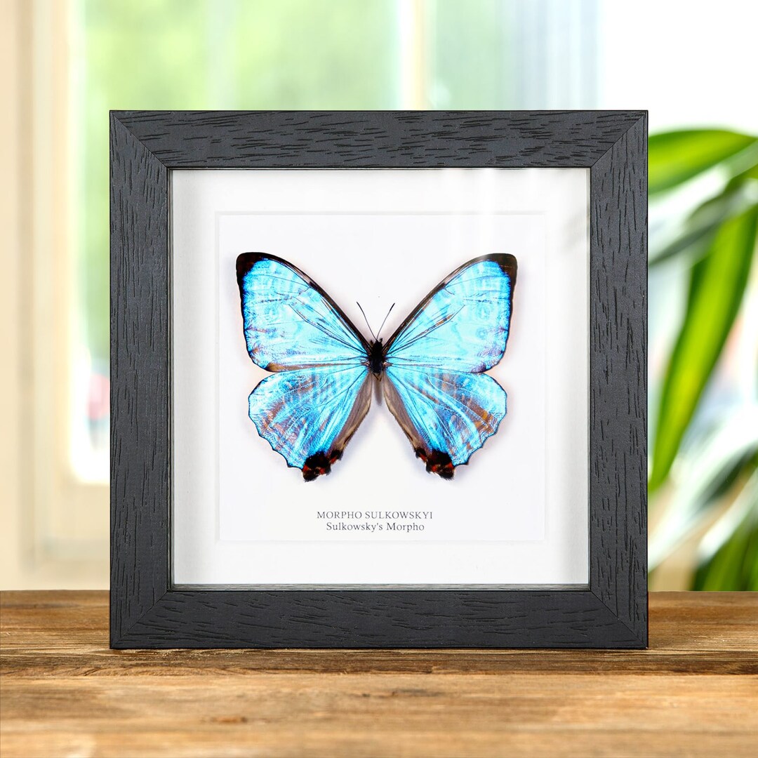 Sulkowsky's Morpho Butterfly in Box Frame (morpho Sulkowskyi) - Etsy