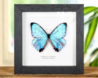 Sulkowsky's Morpho Real Butterfly in Frame morpho Sulkowskyi, Taxidermy ...