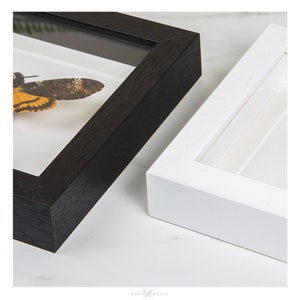 Pansy Daggerwing Butterfly Box Frame (marpesia Marcella) Butterfly Gift ...