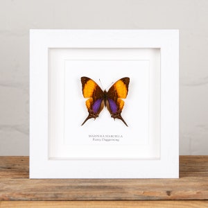 Pansy Daggerwing Butterfly Box Frame (marpesia Marcella) Butterfly Gift ...