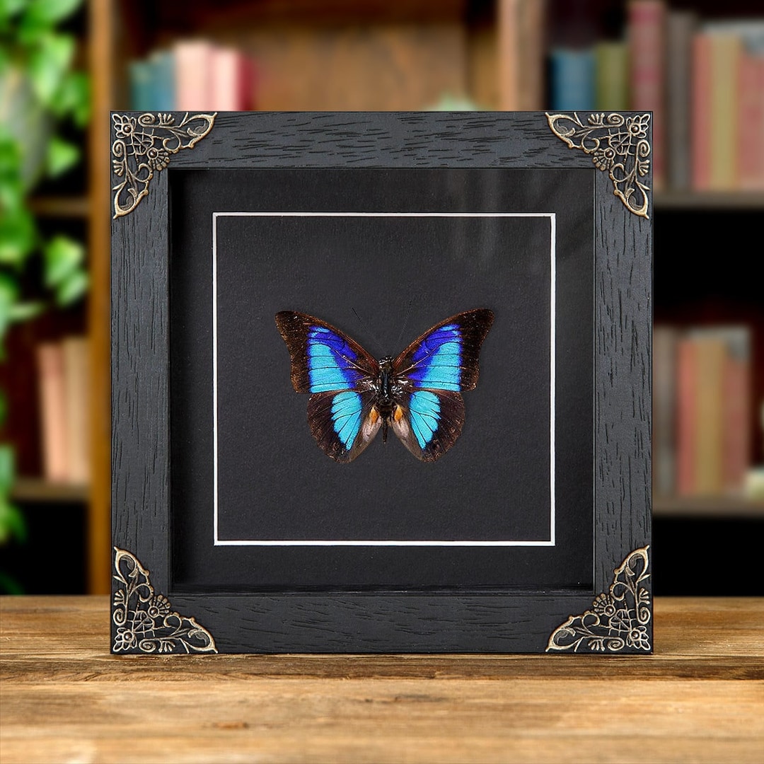 Shaded-blue Leafwing in Baroque Style Frame (prepona Laertes Octavia ...