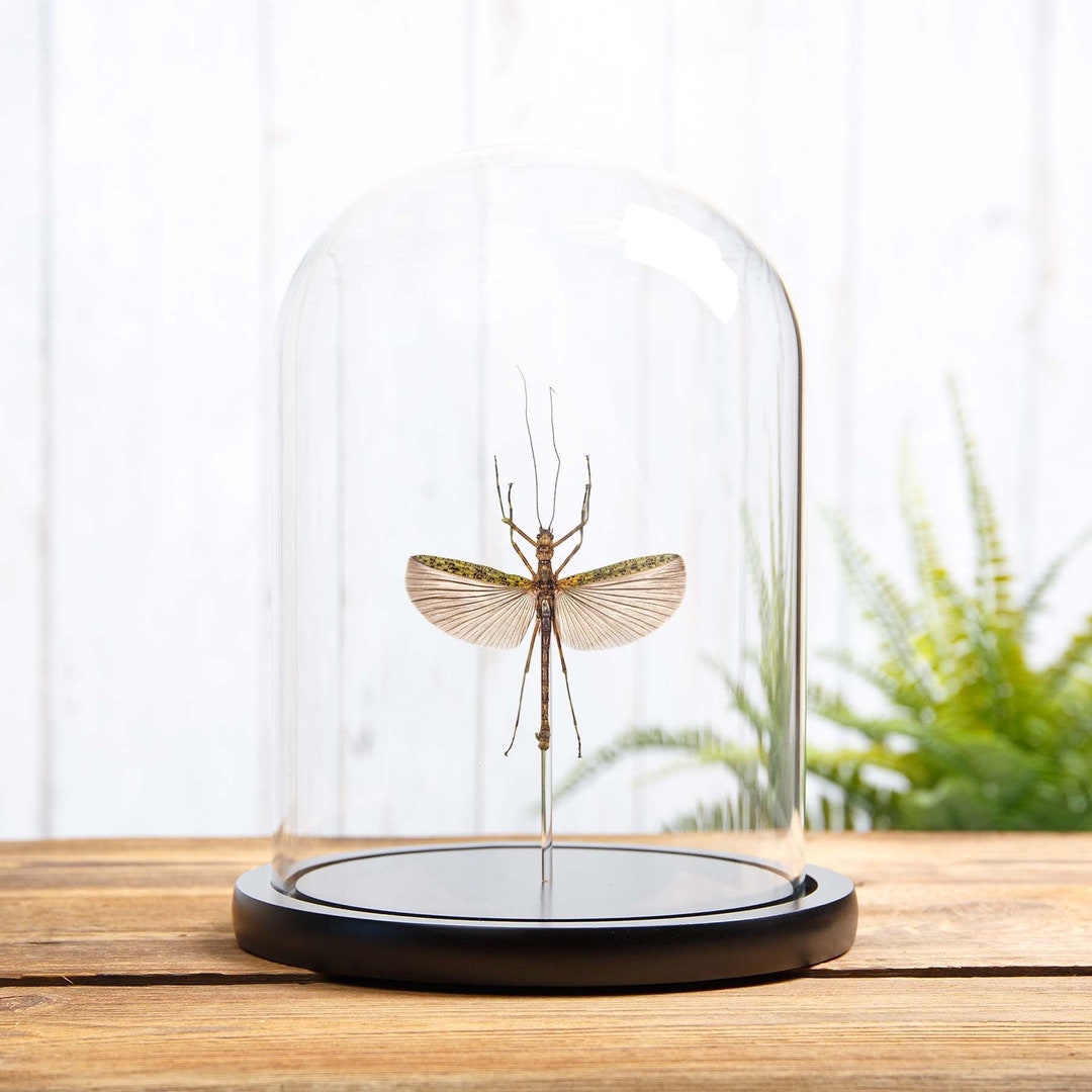 Black & Green Phasma Stick Insect in Glass Dome With Wooden Base ...