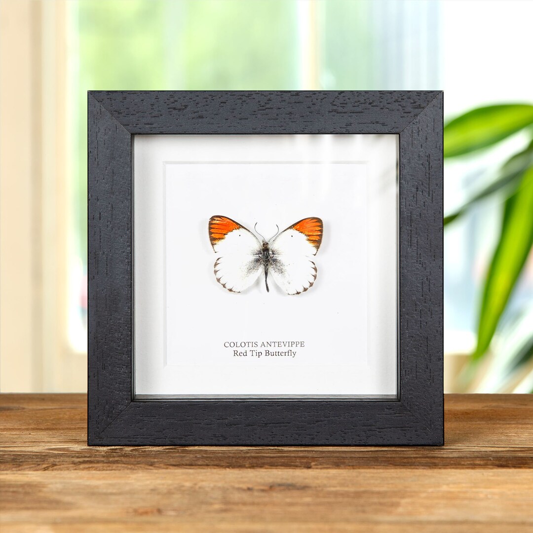 Red Tip Butterfly in Box Frame (colotis Antevippe) - Etsy