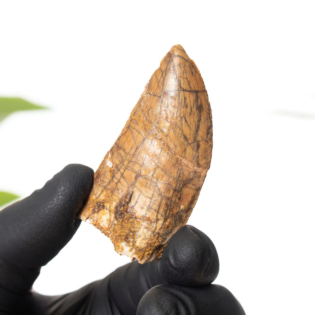 2.15 Inch "african T. Rex Type" Dinosaur Tooth Fossil ...