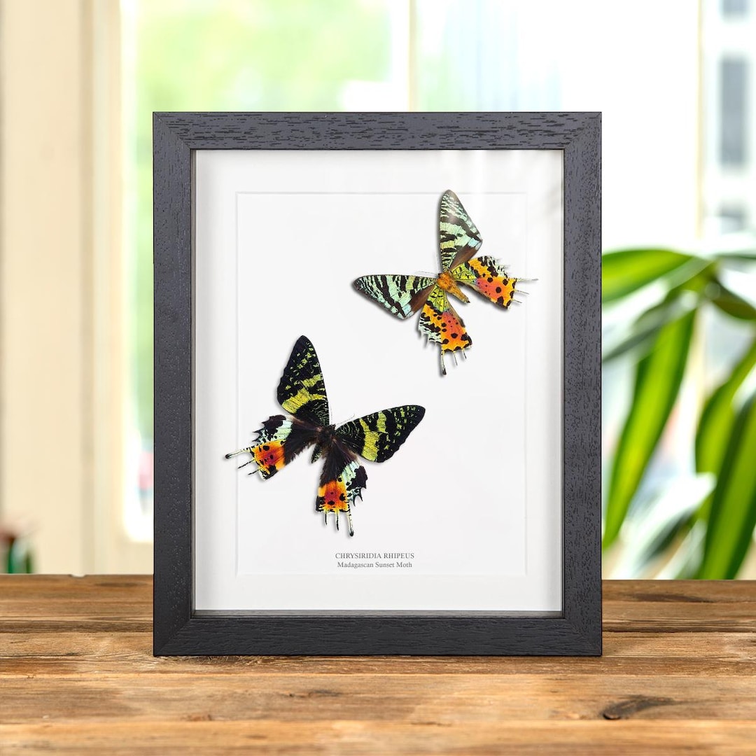 Madagascan Sunset Moth Pair (chrysiridia Rhipheus) - Etsy