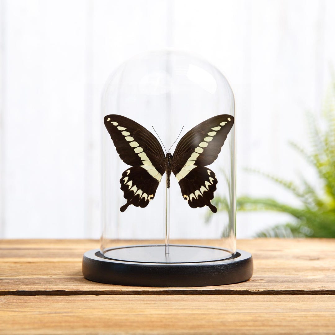 Cream Banded Swallowtail Butterfly in Glass Dome With Wooden Base ...