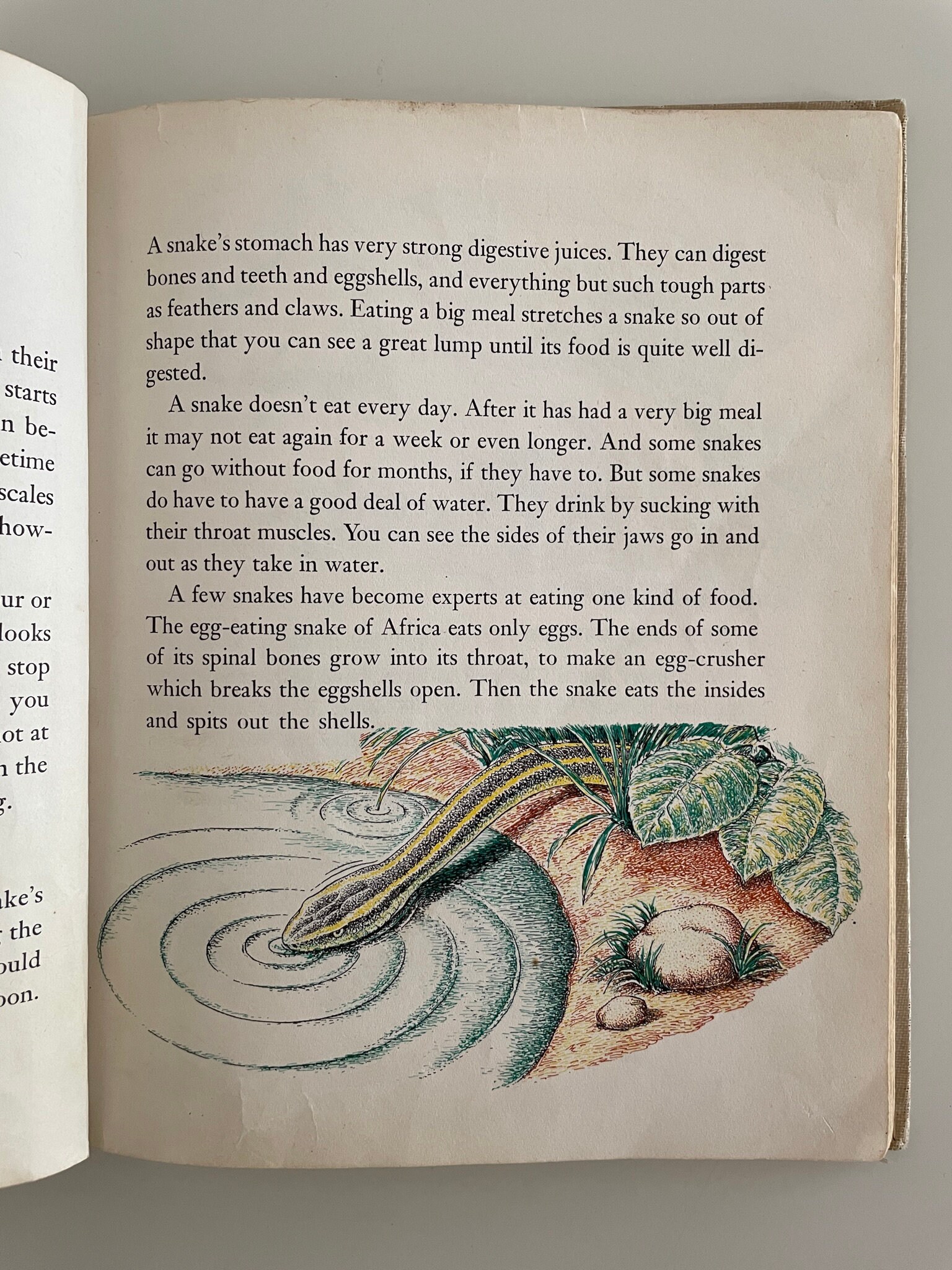 Vintage 1956 the First Book of Snakes by John Hoke Childrens Mid ...