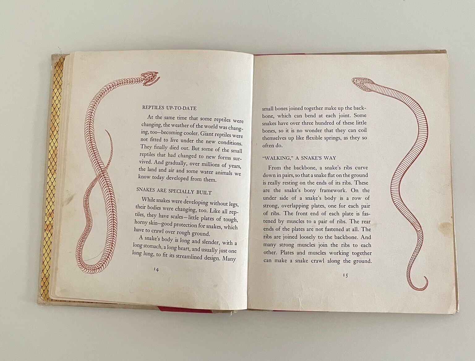 Vintage 1956 the First Book of Snakes by John Hoke Childrens Mid ...