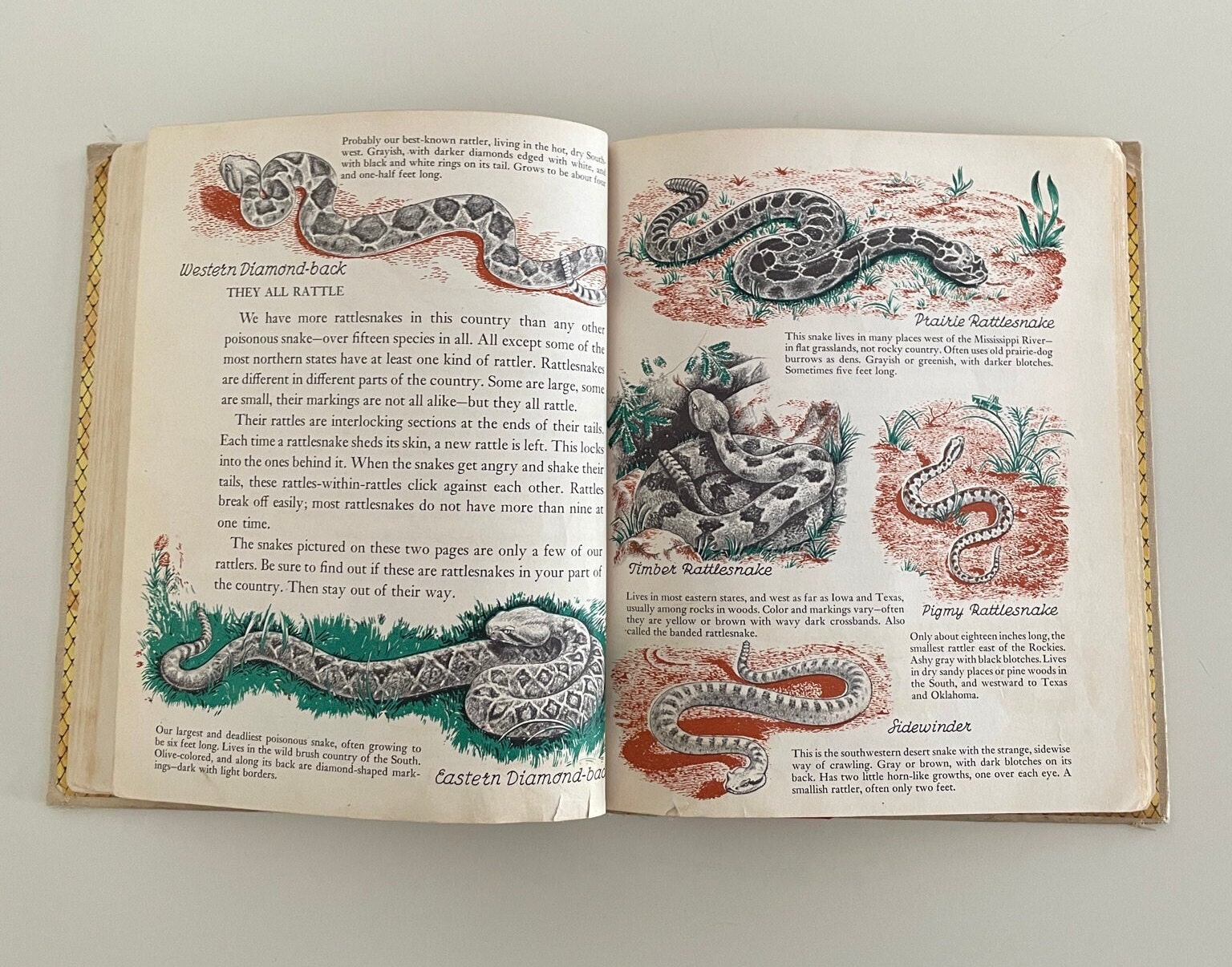 Vintage 1956 the First Book of Snakes by John Hoke Childrens Mid ...
