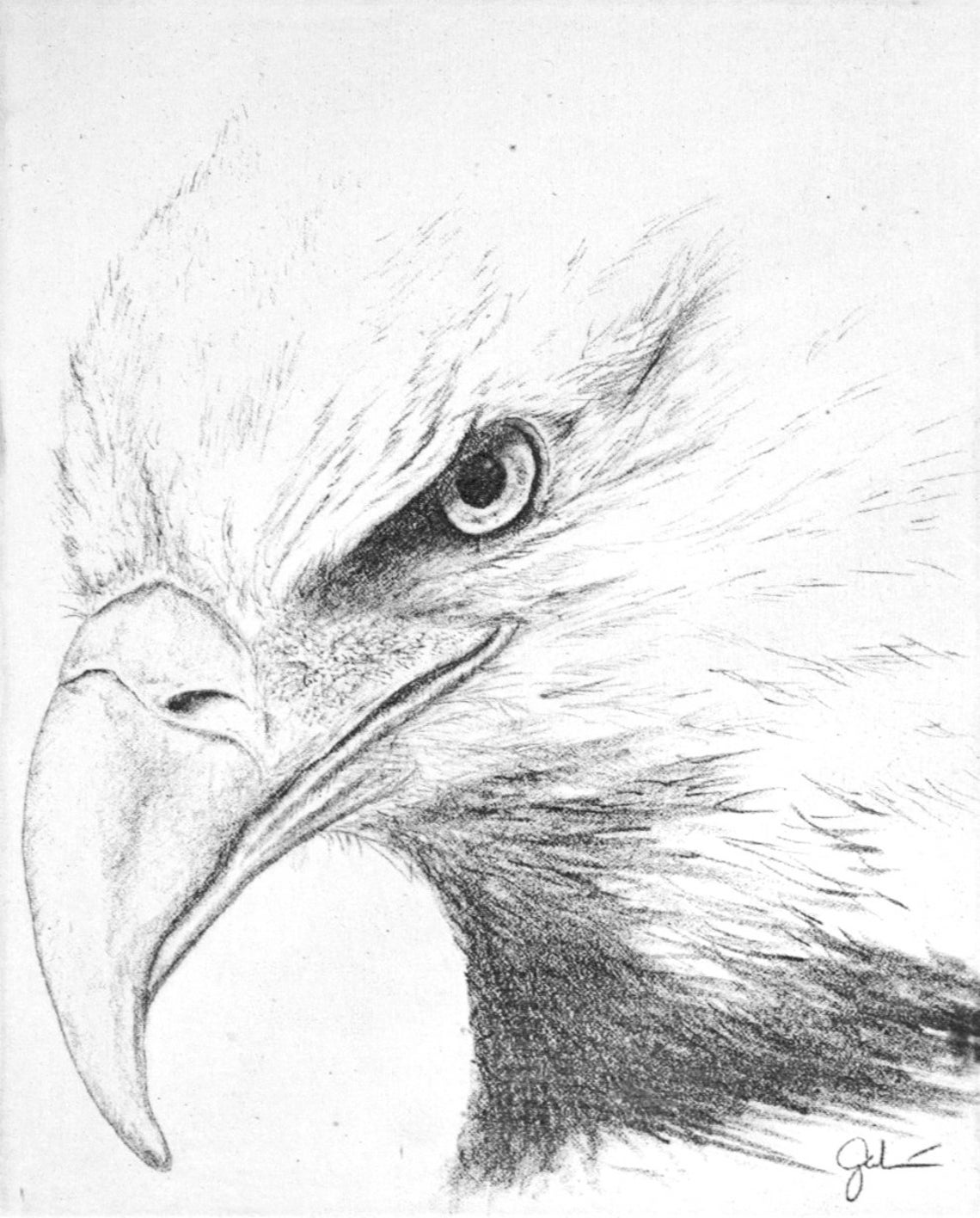 American Bald Eagle - Solar Print, Etching, Relief Print, Original ...