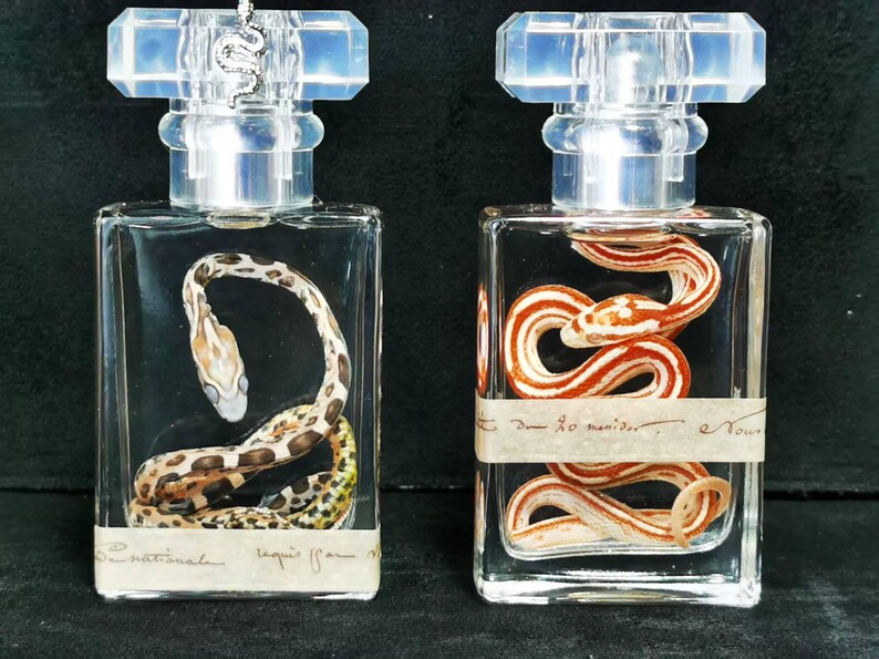 Preserved Corn Snake Wet Specimen in Glass Bottle | Real Snake in Fluid ...