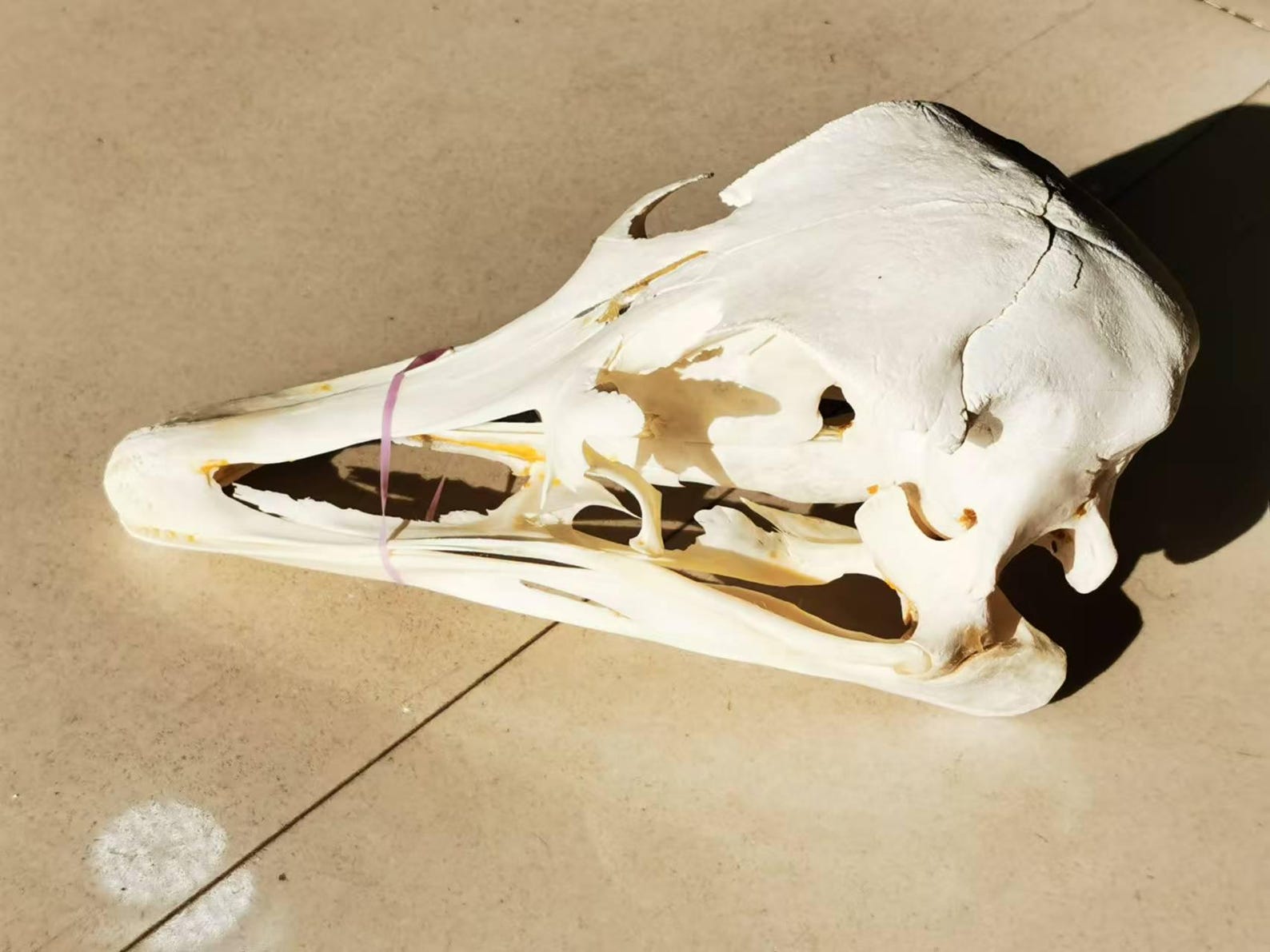Authentic Ostrich Skull | Exotic Bird Taxidermy | Bone Specimen for ...