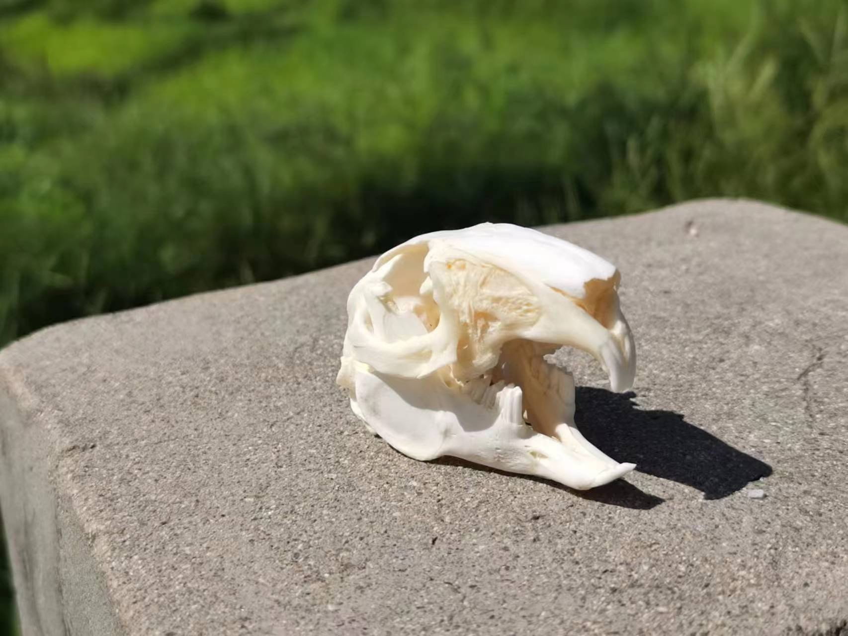 Rabbit Skull, Real Animal Skull, Rabbit Skeleton Specimen - Etsy