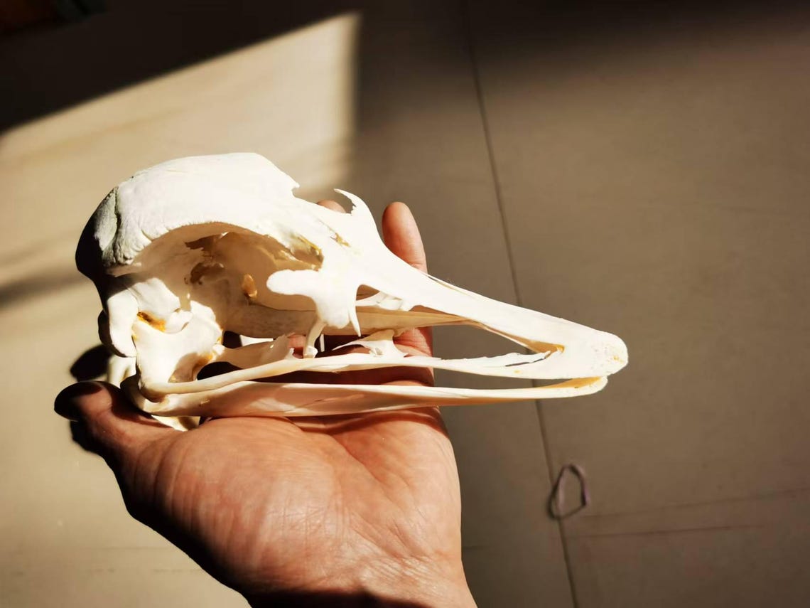Authentic Ostrich Skull | Exotic Bird Taxidermy | Bone Specimen for ...