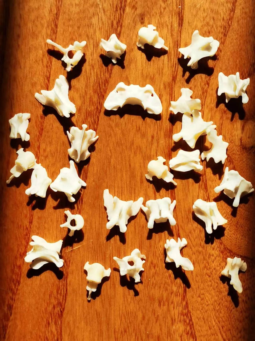 25 Bleach Cleaned Real Mink Vertebrae. Jewelry Beads, Necklace Supplies ...