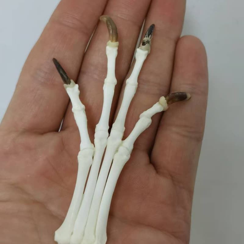 Canine Skull Real Bone - Etsy