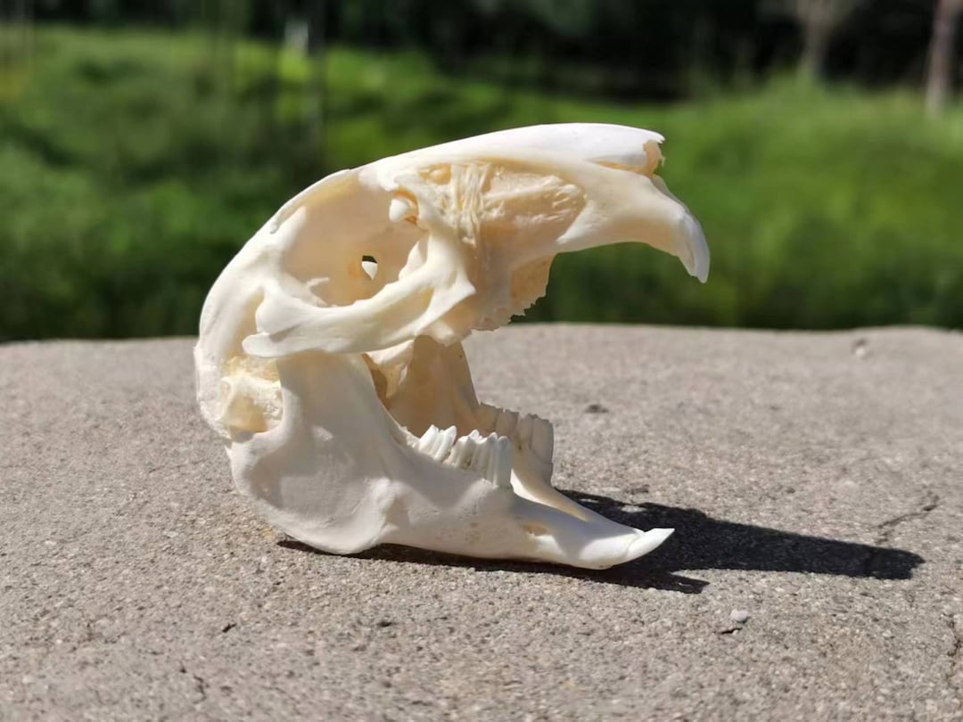 Rabbit Skull, Real Animal Skull, Rabbit Skeleton Specimen - Etsy