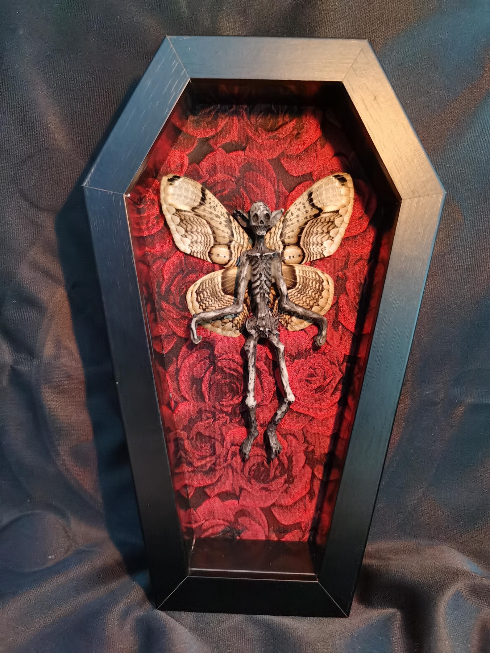 Coffin Display Mummified Fairy With Real Brahmaea Hearseyi Wings ...