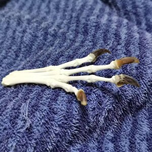 Real Fox Paw Bone. Real Animal Bone. Altar Ceremony. - Etsy