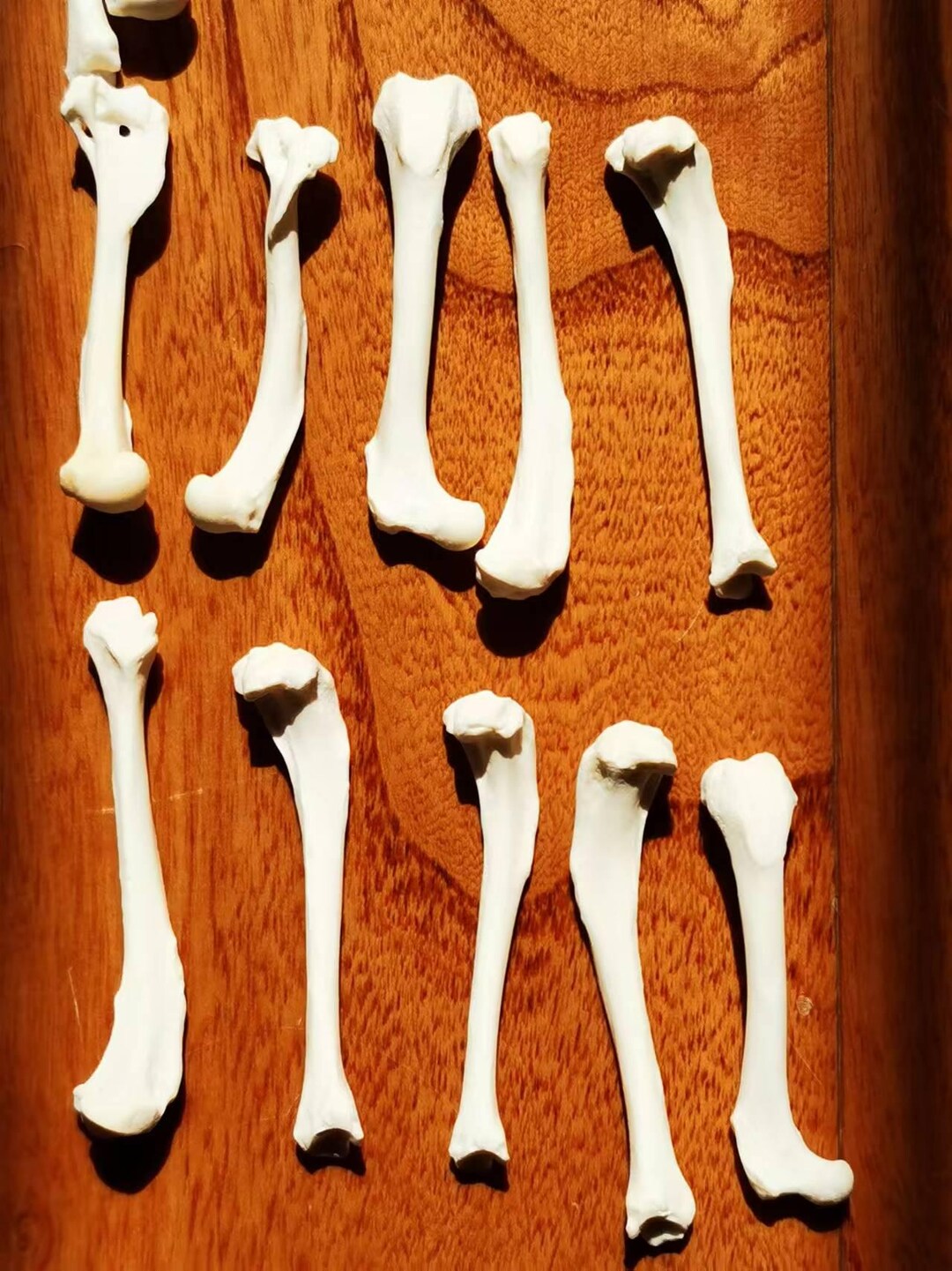 10 Cleaned and Bleached Mink Leg Bone Specimens (2-2.5 Inches), Real ...