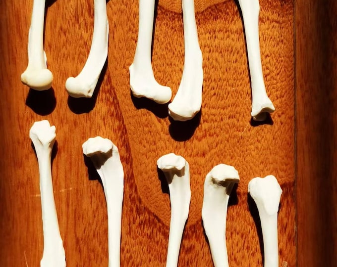 Deer Leg Bones | Set of 4 - Etsy