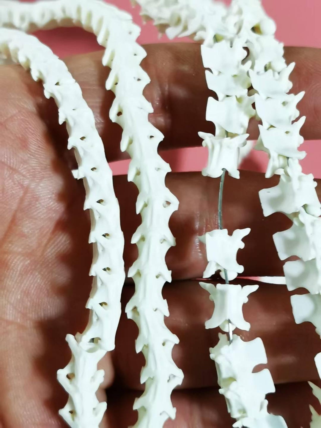 One Whole (100 Pieces) Genuine Rattlesnake Vertebrae Gothic Voodoo ...