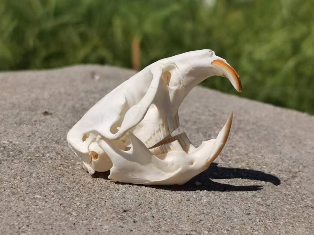 Brown Rat Skull Genuine Skull. Rodent. Rat. Bones. - Etsy