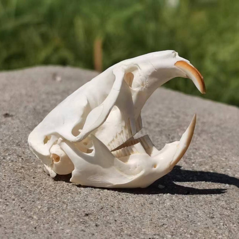 Rat Skull Bones - Etsy UK