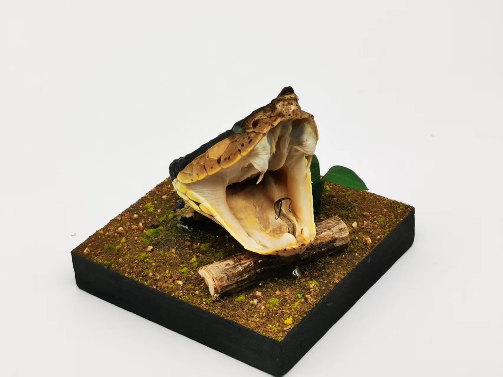 Real Snake Head in Glass Dome – Ethically Sourced Chinese Five-step ...