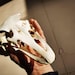 Authentic Ostrich Skull | Exotic Bird Taxidermy | Bone Specimen for ...