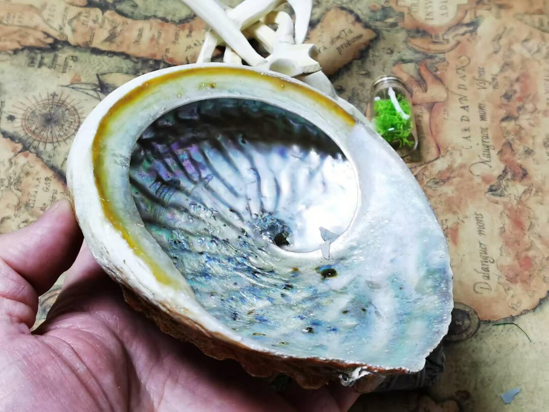 6-inch Real Abalone Shell With Stand | Ethically Sourced for Ceremonies ...