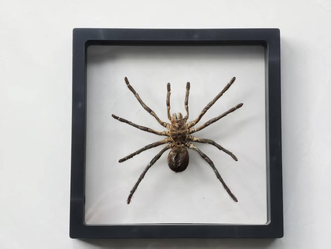 Framed Goliath Birdeater Tarantula – Real Spider Taxidermy Art ...