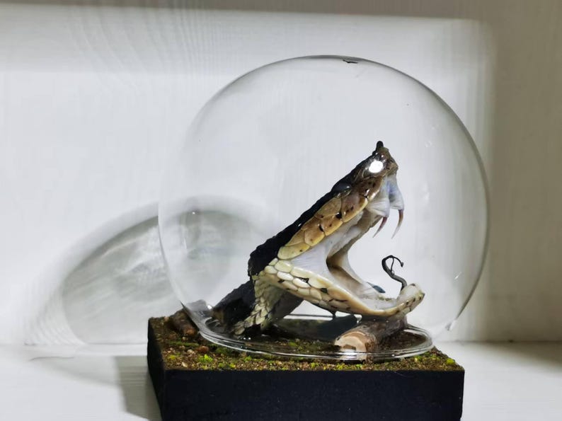 Real Snake Head in Glass Dome – Ethically Sourced Chinese Five-step ...