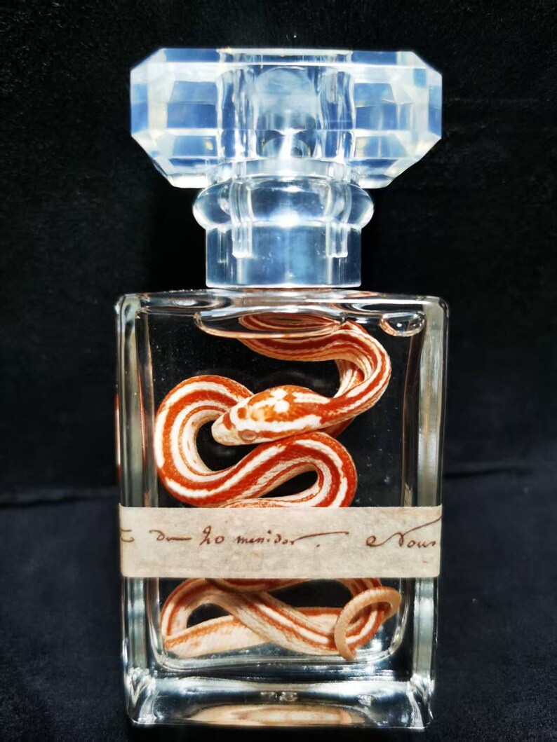 Preserved Corn Snake Wet Specimen in Glass Bottle | Real Snake in Fluid ...