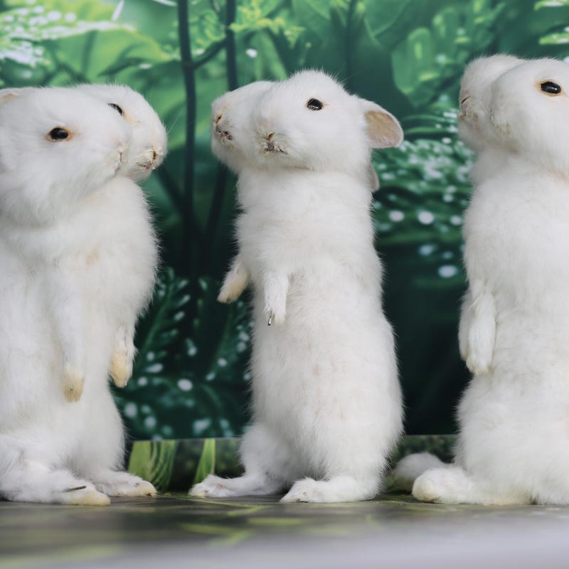 Rabbit Oddity Bone - Etsy