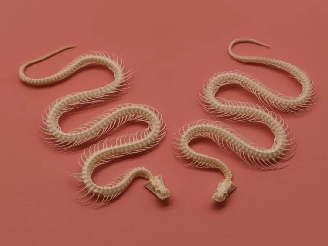 A Complete Snake Skeleton. - Etsy