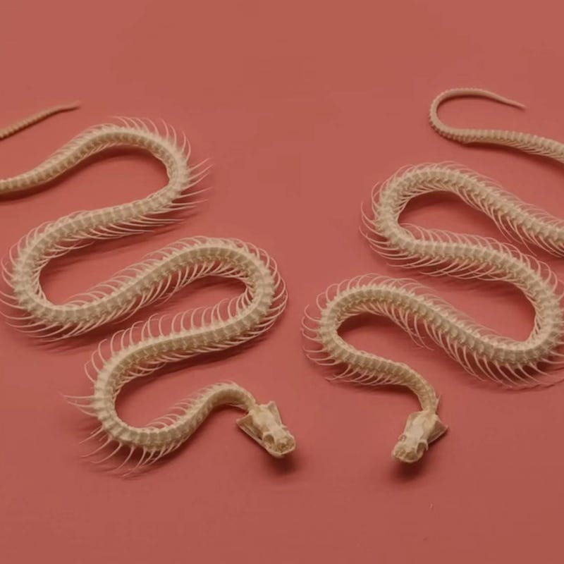 Snake Skeleton Snake Bone Mounted - Etsy UK