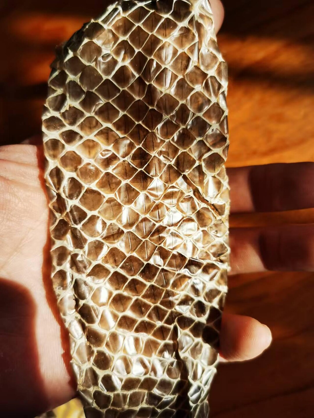 Natural Python Skin 150 -200 Cm | for Crafts, Decor & Spiritual Use - Etsy