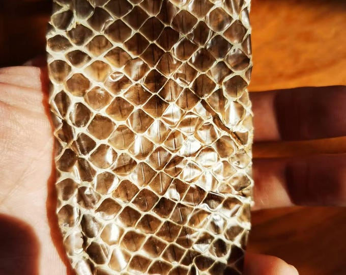 Shed Snake Skin - Boa XL - Etsy