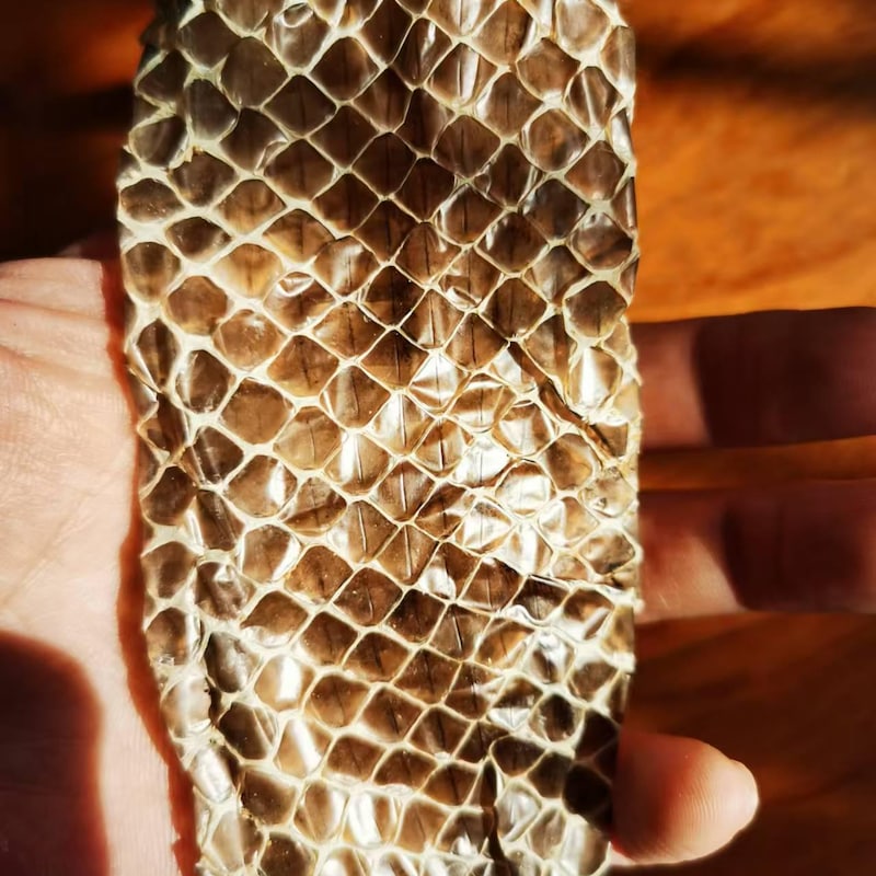 Snakes Skin Uses - Etsy
