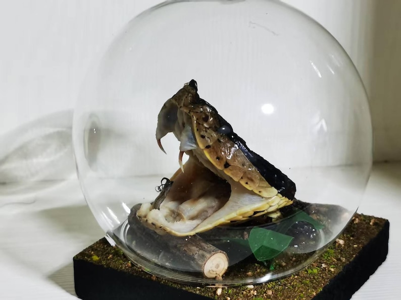Real Snake Head in Glass Dome – Ethically Sourced Chinese Five-step ...
