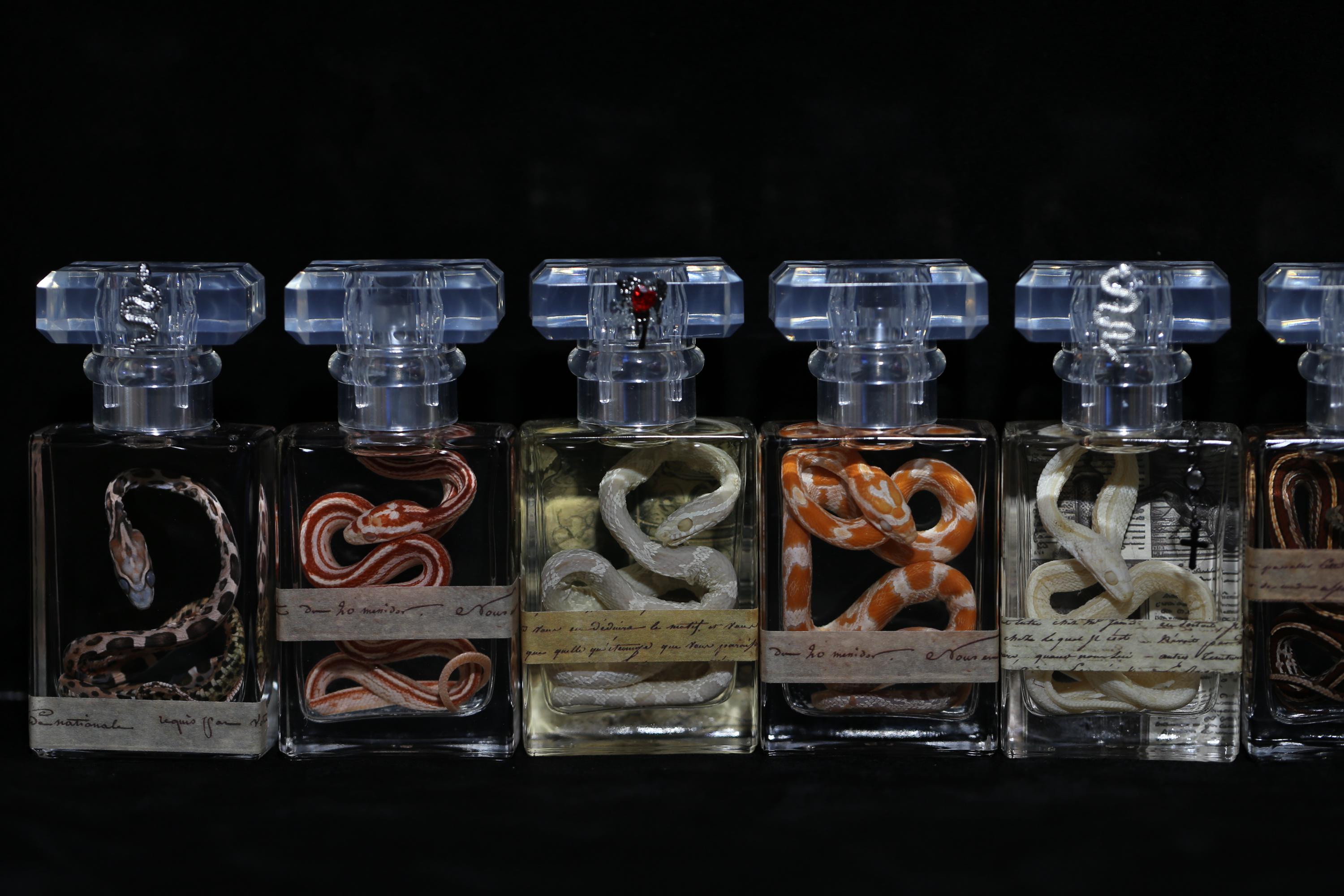 Preserved Corn Snake Wet Specimen in Glass Bottle | Real Snake in Fluid ...