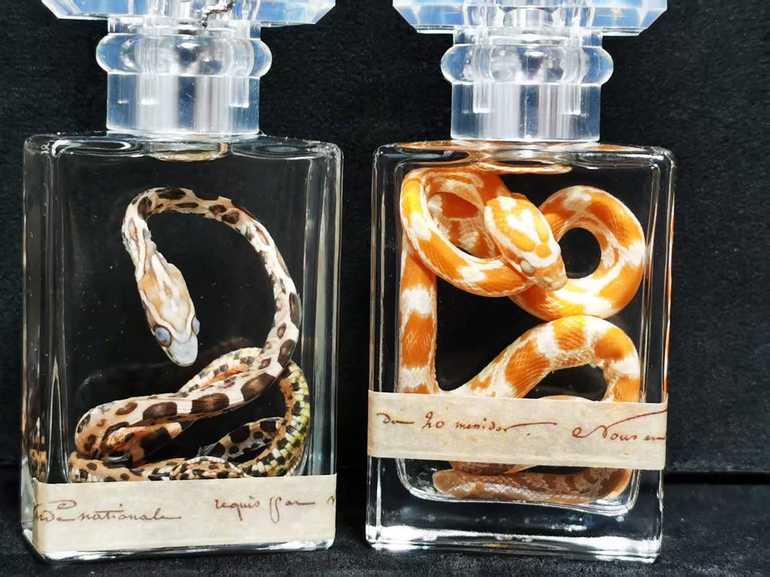 Preserved Corn Snake Wet Specimen in Glass Bottle | Real Snake in Fluid ...