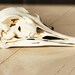 Authentic Ostrich Skull | Exotic Bird Taxidermy | Bone Specimen for ...