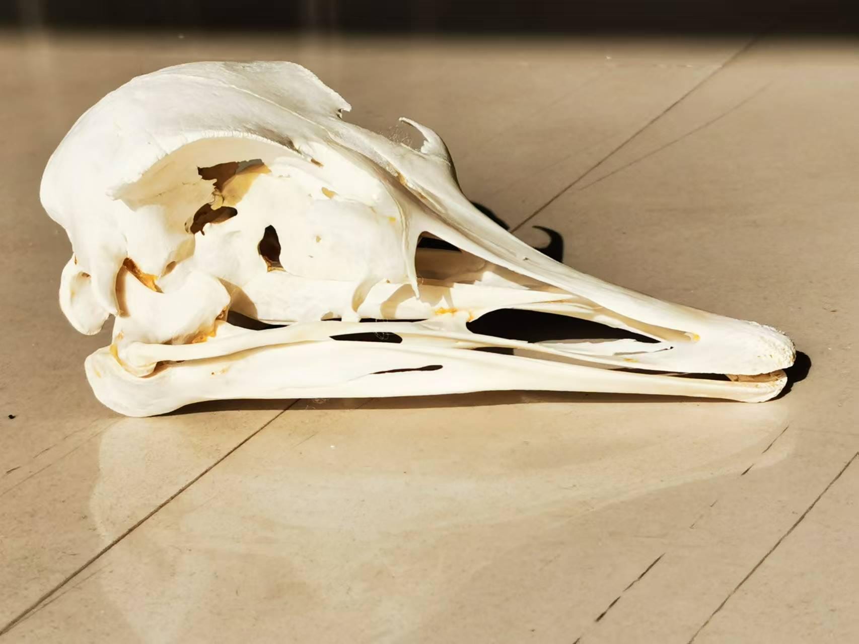 Authentic Ostrich Skull | Exotic Bird Taxidermy | Bone Specimen for ...