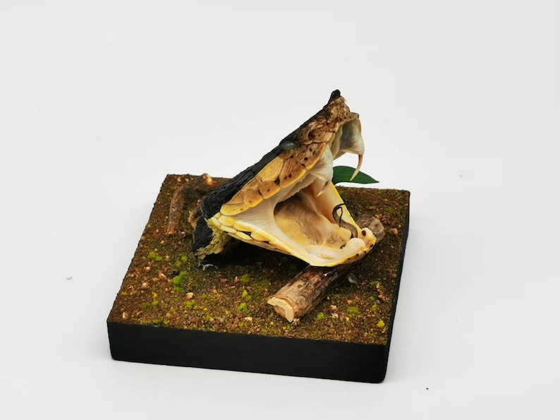 Real Snake Head in Glass Dome – Ethically Sourced Chinese Five-step ...