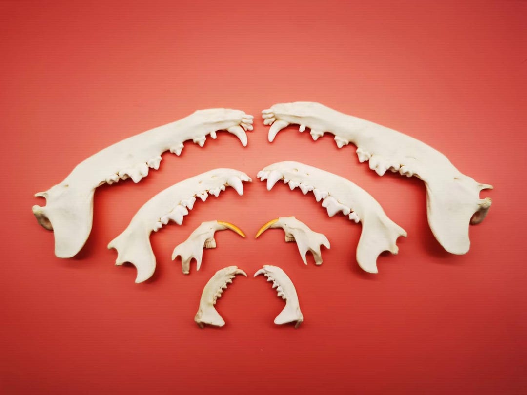 Sterilized and Bleached Specimens of Real Animal Jawbones, Coyote, Red ...
