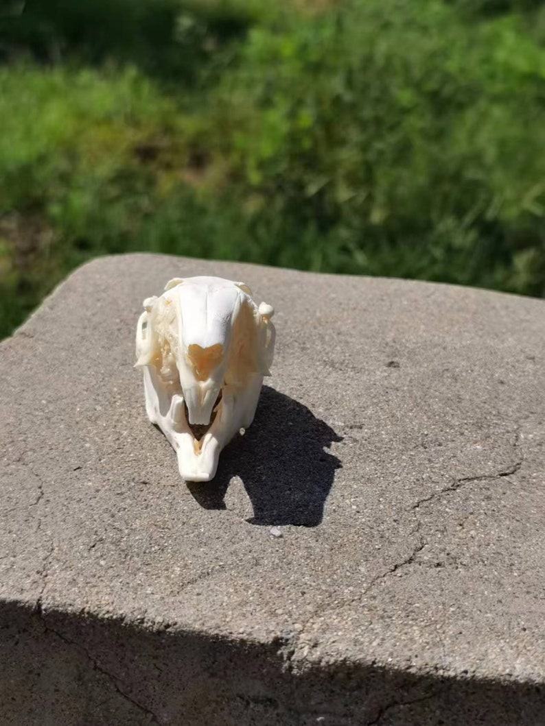 Rabbit Skull, Real Animal Skull, Rabbit Skeleton Specimen - Etsy